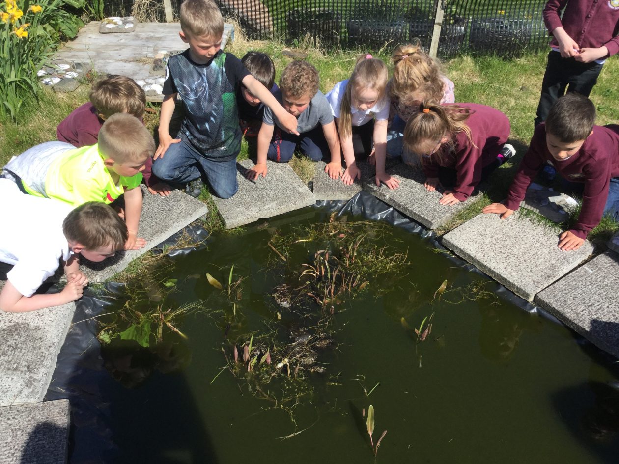 Tadpoles in the Pond