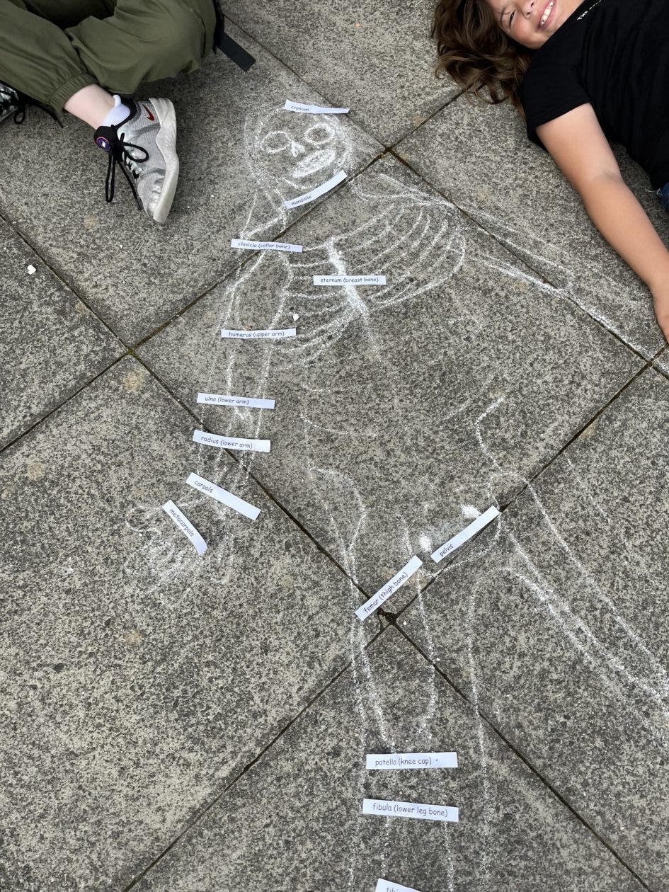 The Human Skeleton | P7 2024-2025