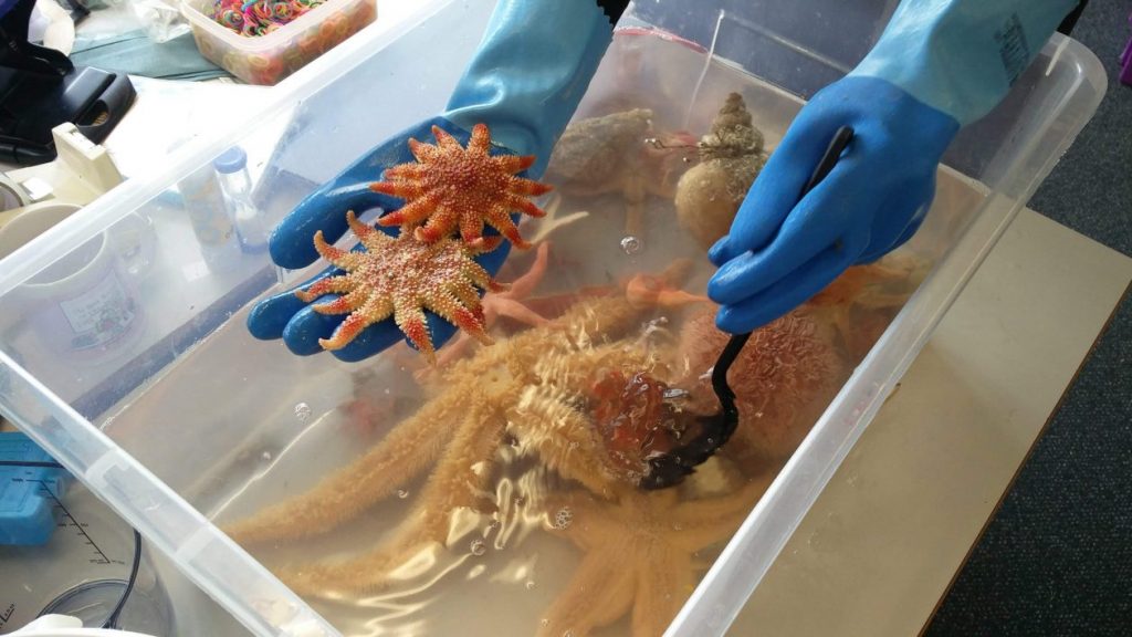 Rock Pool Creatures! – Primary 3A