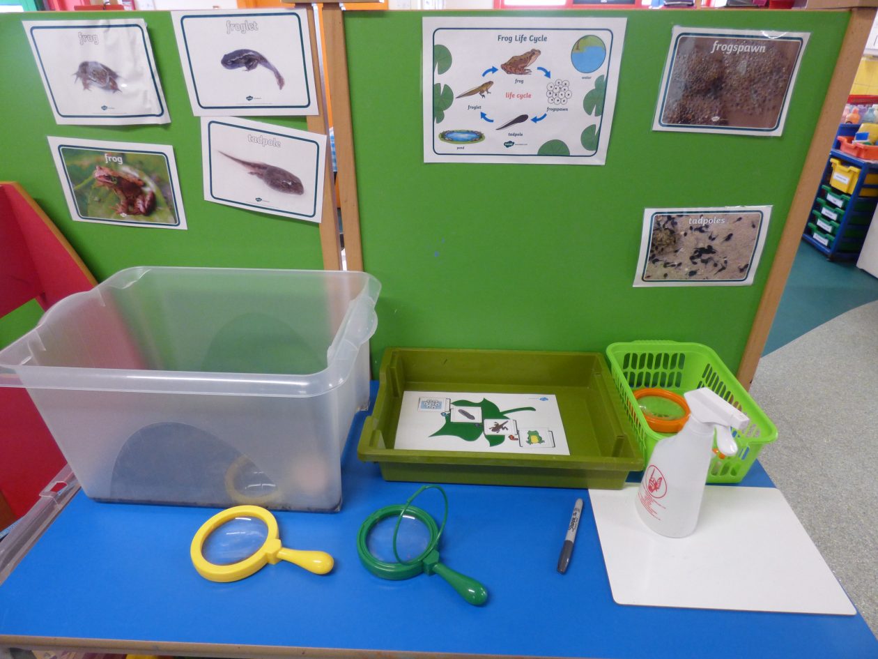 Tadpoles! | Tingwall Primary 1 & 2