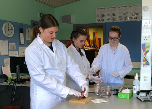 S3 Biologists at Work!