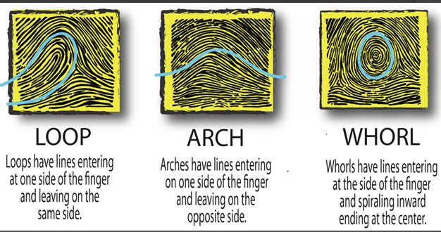 Loop Arch Whorl Mcps